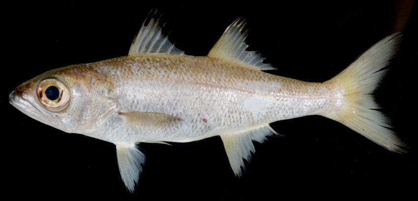 ムツ | 公益財団法人 黒潮生物研究所