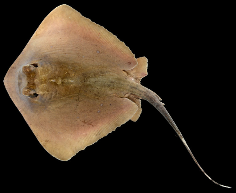 ヤッコエイ | 公益財団法人 黒潮生物研究所