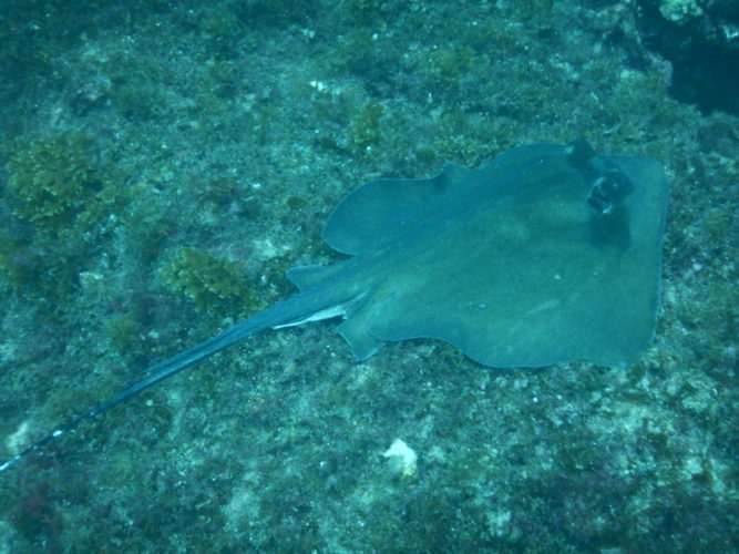 ヤッコエイ | 公益財団法人 黒潮生物研究所