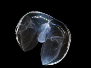 チョウクラゲ | 公益財団法人 黒潮生物研究所