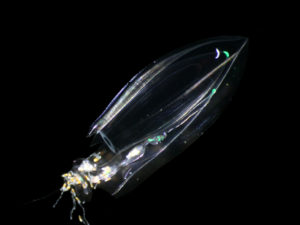 タマゴフタツクラゲモドキ | 公益財団法人 黒潮生物研究所