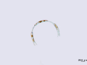 ヘミアウルス シネンシス | 公益財団法人 黒潮生物研究所