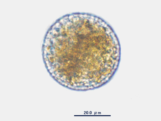 ディクチオカ フィブラ | 公益財団法人 黒潮生物研究所