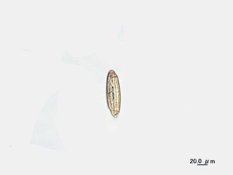 トロディニウム テレド | 公益財団法人 黒潮生物研究所