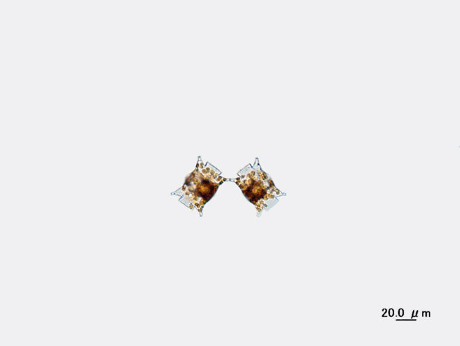 ビドゥルフィア アウリータ | 公益財団法人 黒潮生物研究所