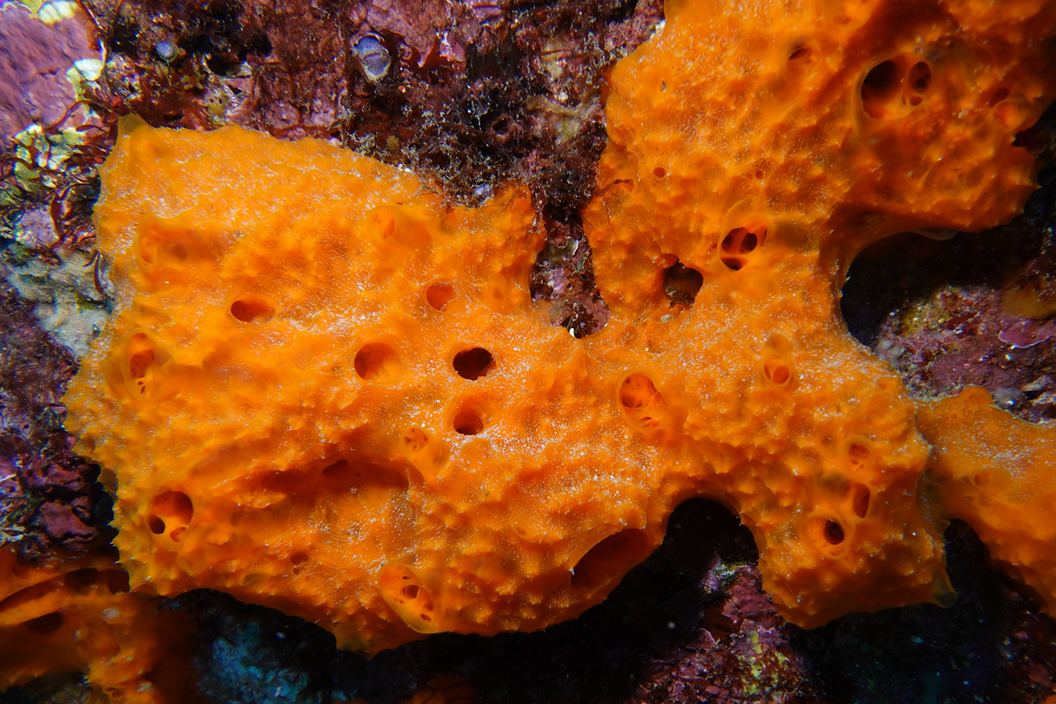 Acanthella cavernosa | 公益財団法人 黒潮生物研究所