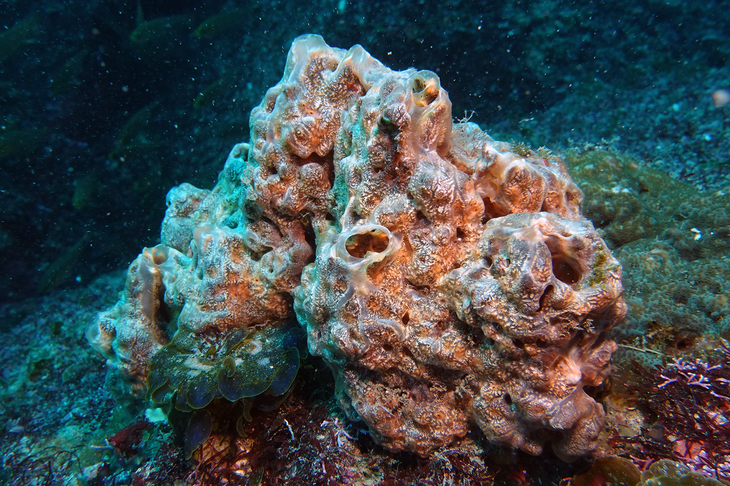 Clathria sp. | 公益財団法人 黒潮生物研究所