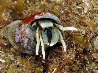 ウスイロサンゴヤドカリ Calcinus vachoni Forest, 1958 ｜超黒潮生物図鑑