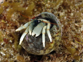 ウスイロサンゴヤドカリ Calcinus vachoni Forest, 1958 ｜超黒潮生物図鑑